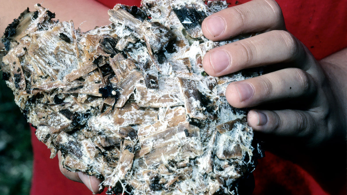 FP's Mycofiltration Study Published in the Journal Ecological Engineer ...