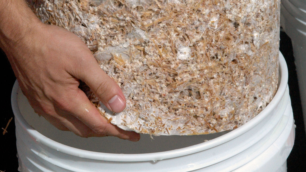 Mycofiltration Research Update — Fungi Perfecti
